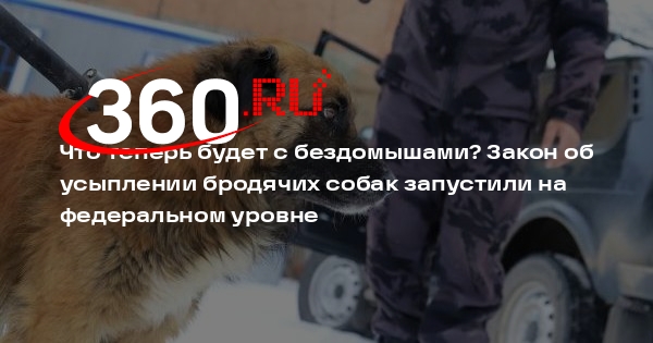 Что теперь будет с бездомышами? Закон об усыплении бродячих собак запустили на федеральном ...