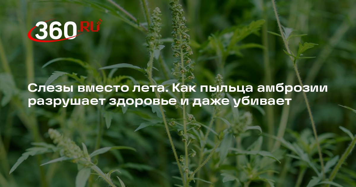 Аллергия на амброзию: когда цветет в Москве и Подмосковье, что делать ...